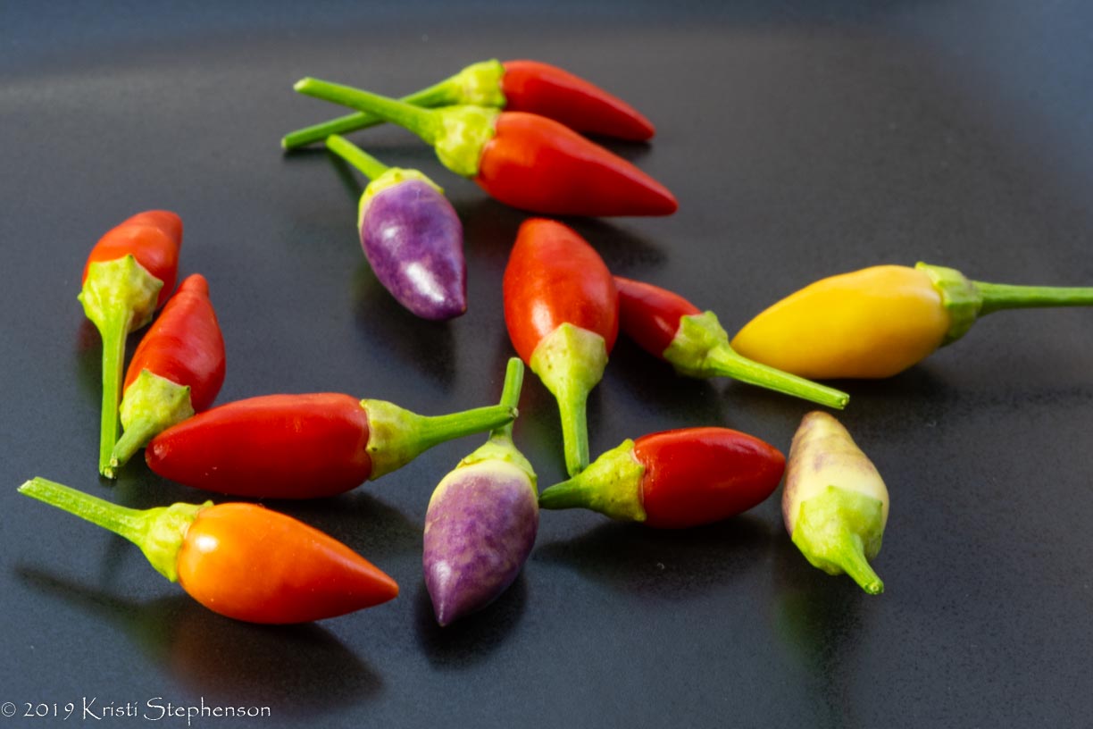 Ordoño Chile Plant - Cook, Craft, Cultivate