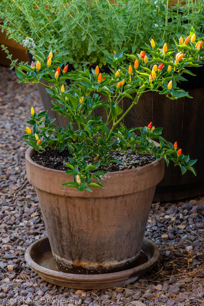 Ordoño Chile Plant - Cook, Craft, Cultivate